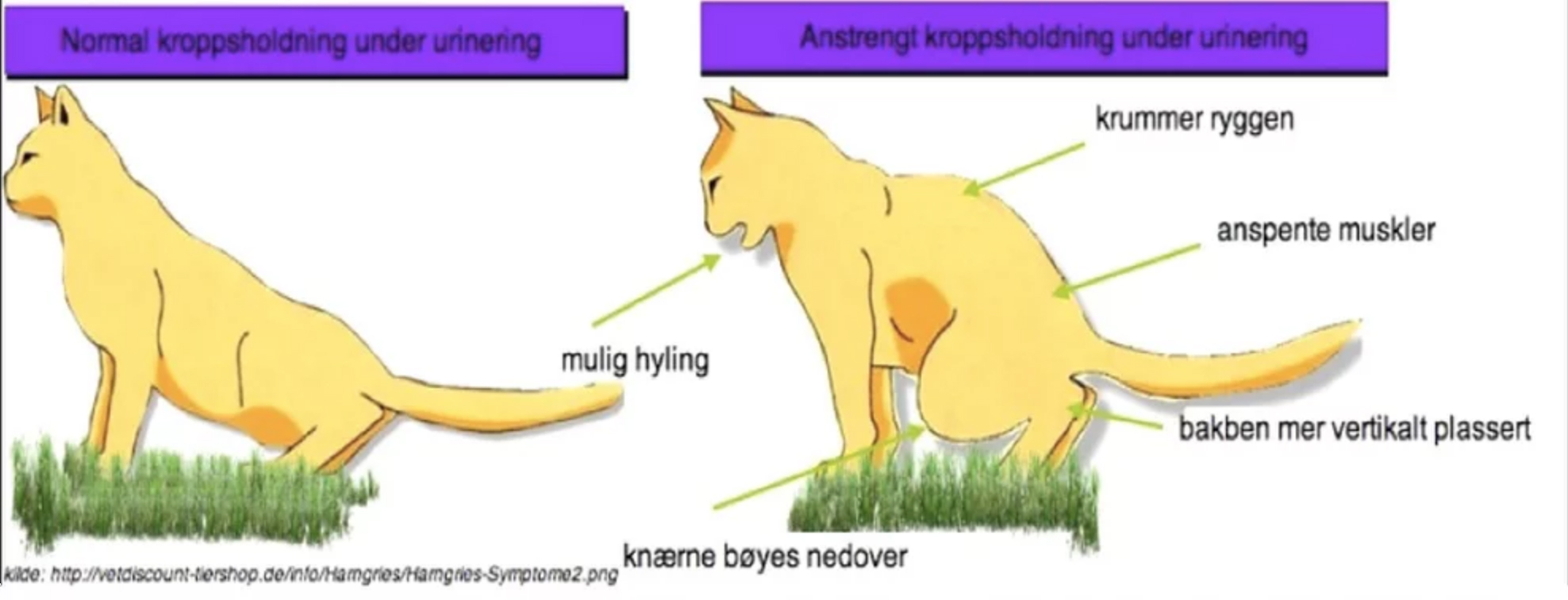 Urinveisproblemer (FLUTD) - Steinkjer Dyreklinikk