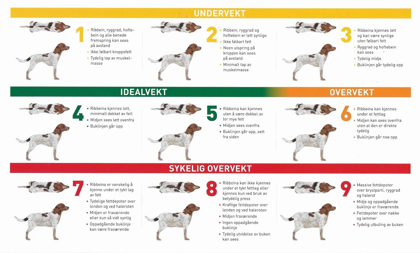Overvekt hos hund - Steinkjer Dyreklinikk
