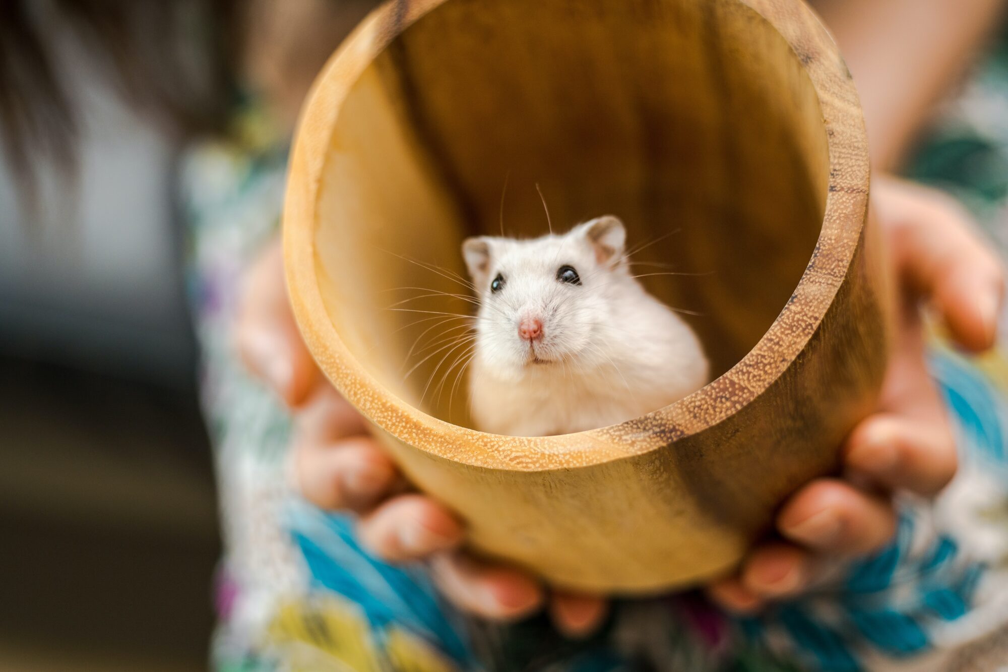 Hamster - Steinkjer Dyreklinikk