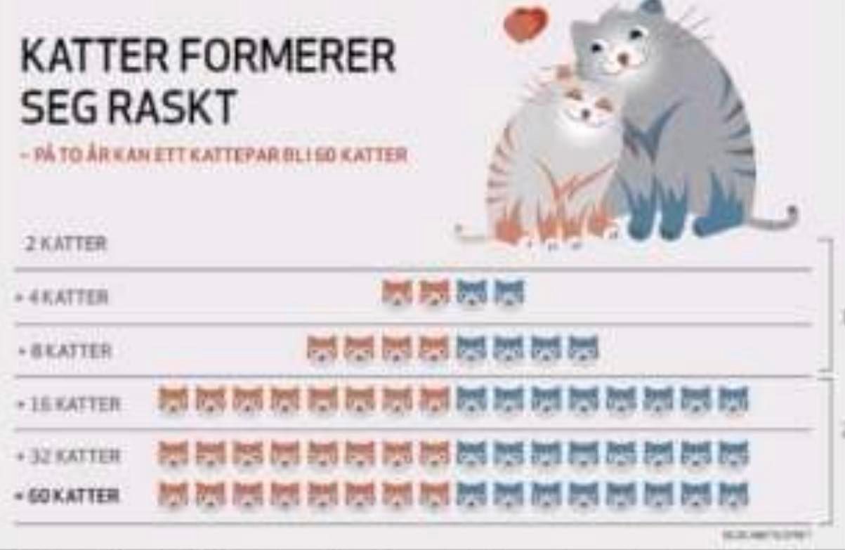 Gårdskattens ve og vel - Steinkjer Dyreklinikk
